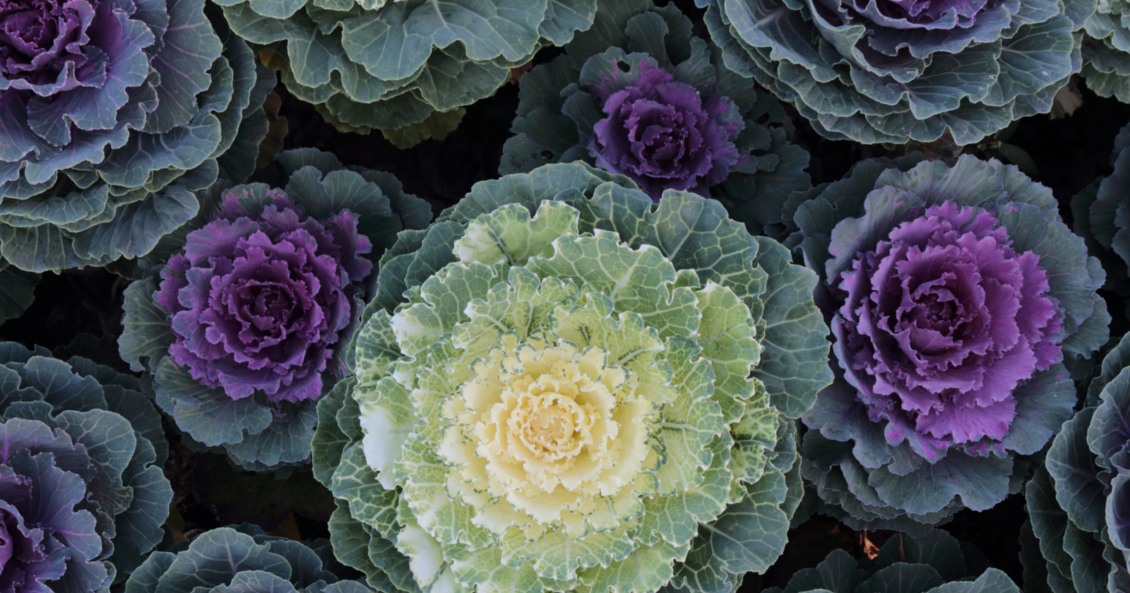 Food Venture Financing News – Weekly Issue No. 267 | Davis Wright Tremaine